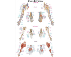 Lehrtafel Obere Extremität 70x100 cm – Anatomie Poster | PPW
